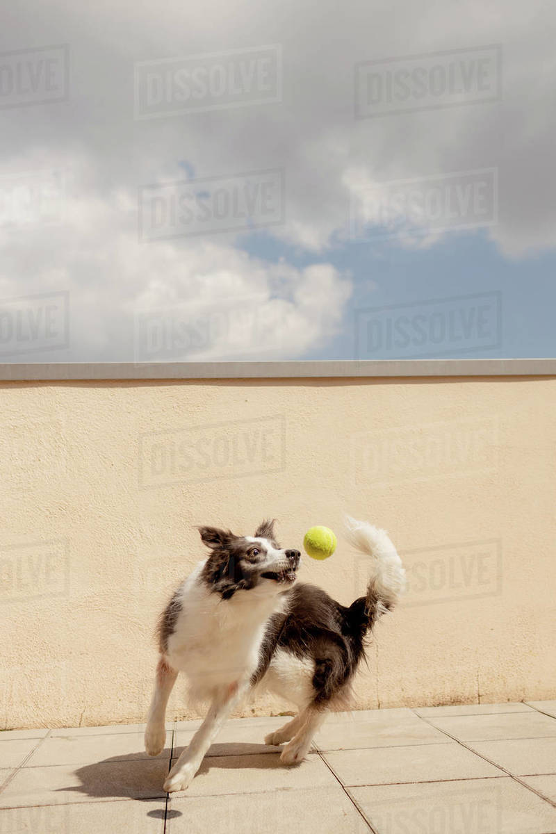 Excited Border Collie carrying yellow ball in mouth playing near ...