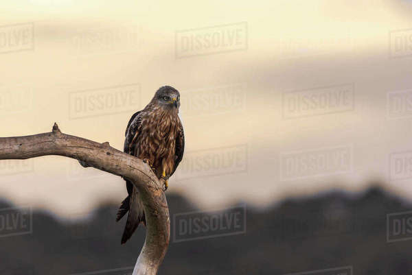 Wild hawk sitting on weathered tree branch on blurred background of ...