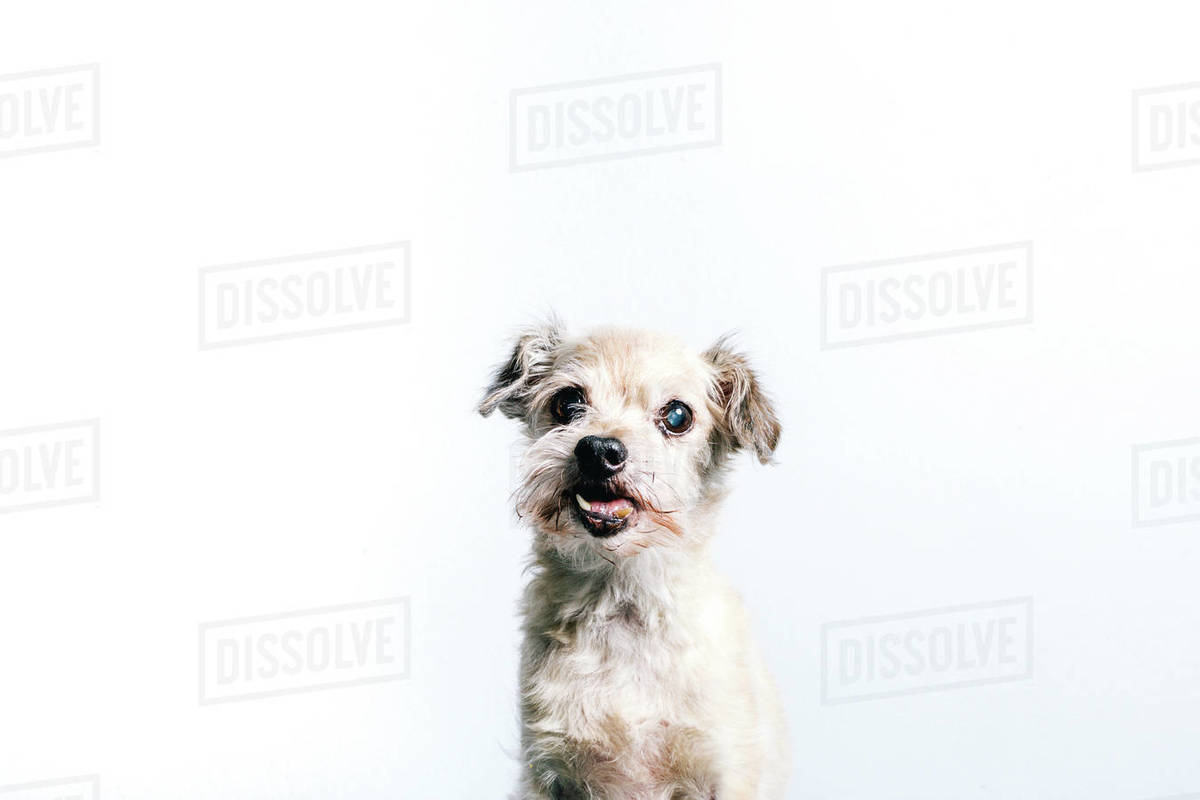 Funny fluffy white little lap dog sitting against white background and ...