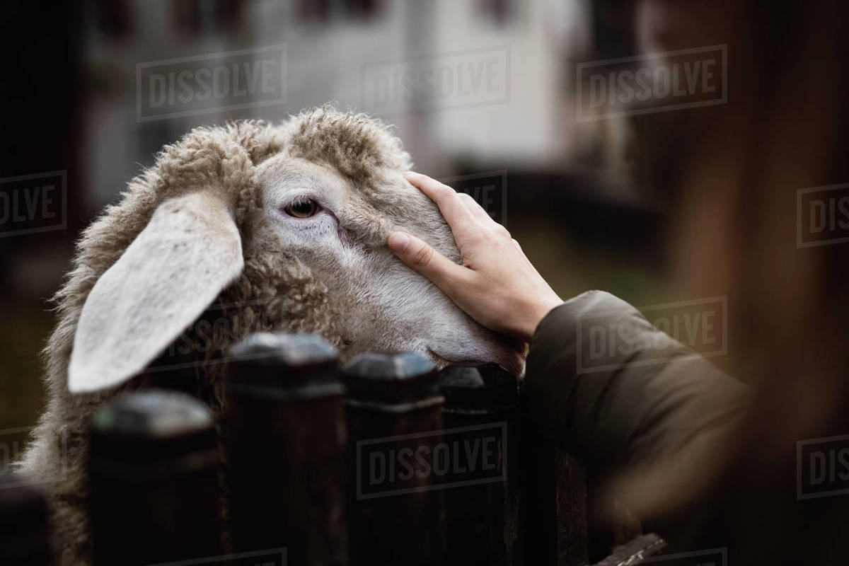 Crop female faceless traveler in casual jacket stroking sheep through ...