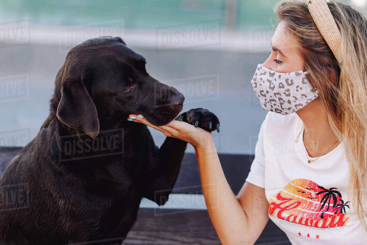Side view of woman in protective mask with friendly Labrador Retriever ...