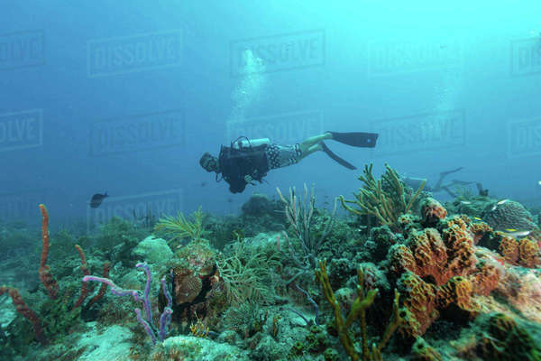 Side view of diver studying depth of ocean and vegetation at bottom ...