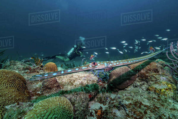 From above of exotic colorful plants and fish with underwater swimmer ...