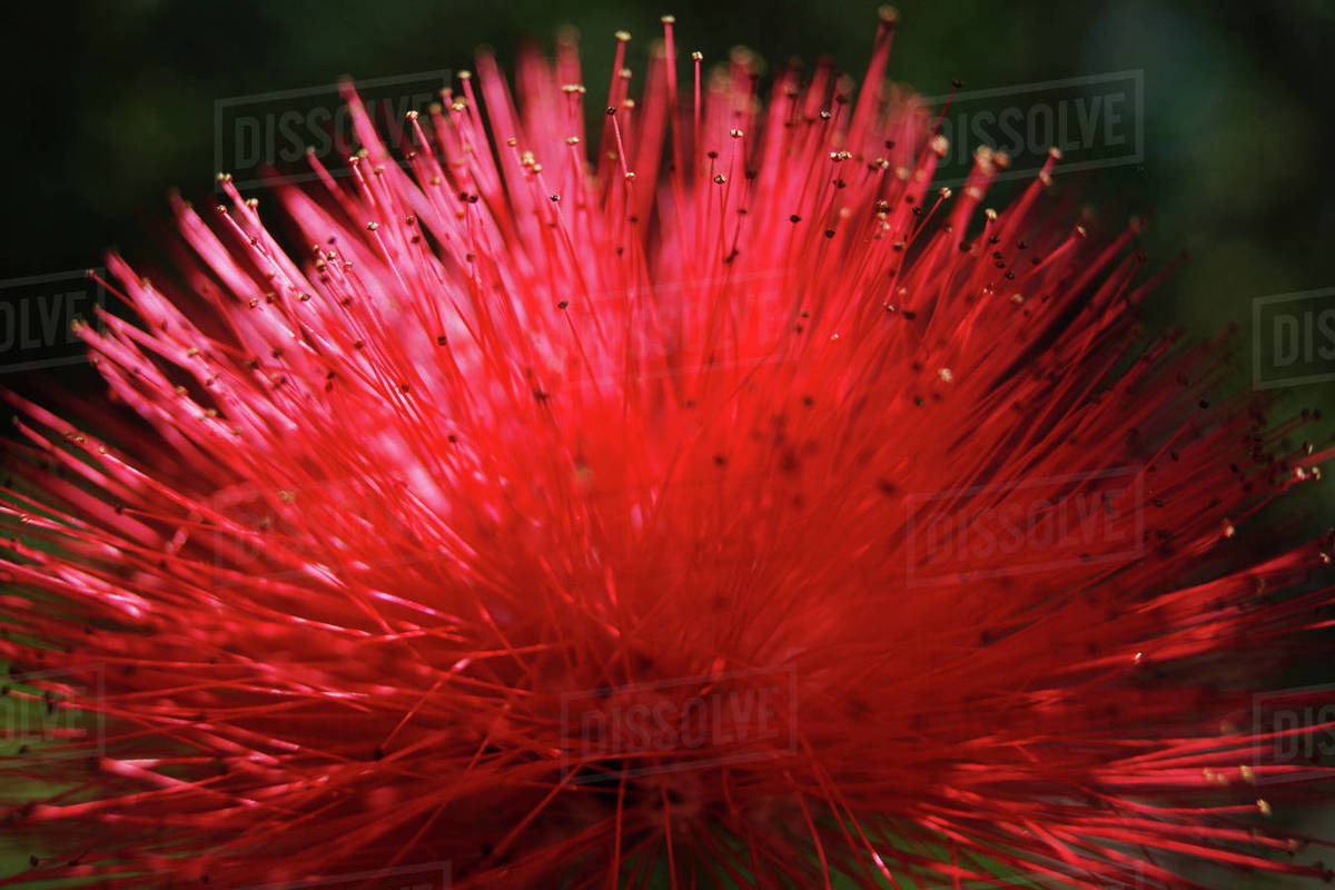 Closeup exotic flower with vivid red spikes growing in tropical park ...