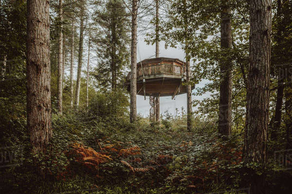 Huge wooden house placed between pine trees above ground in woods in ...