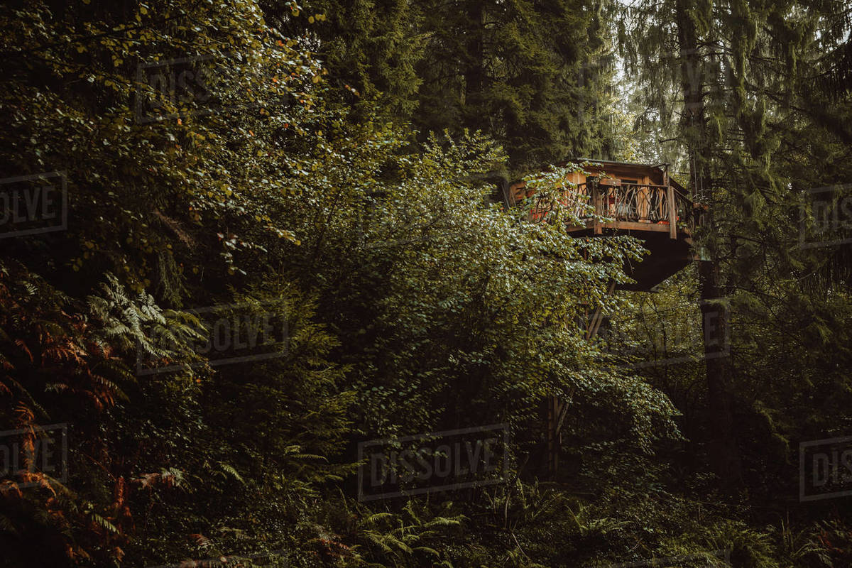 Huge wooden house placed between pine trees above ground in woods in ...