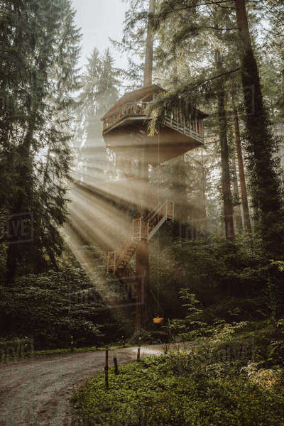 Huge wooden house placed between pine trees above ground in woods in ...