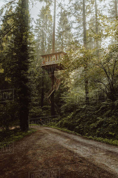 Huge wooden house placed between pine trees above ground in woods in ...