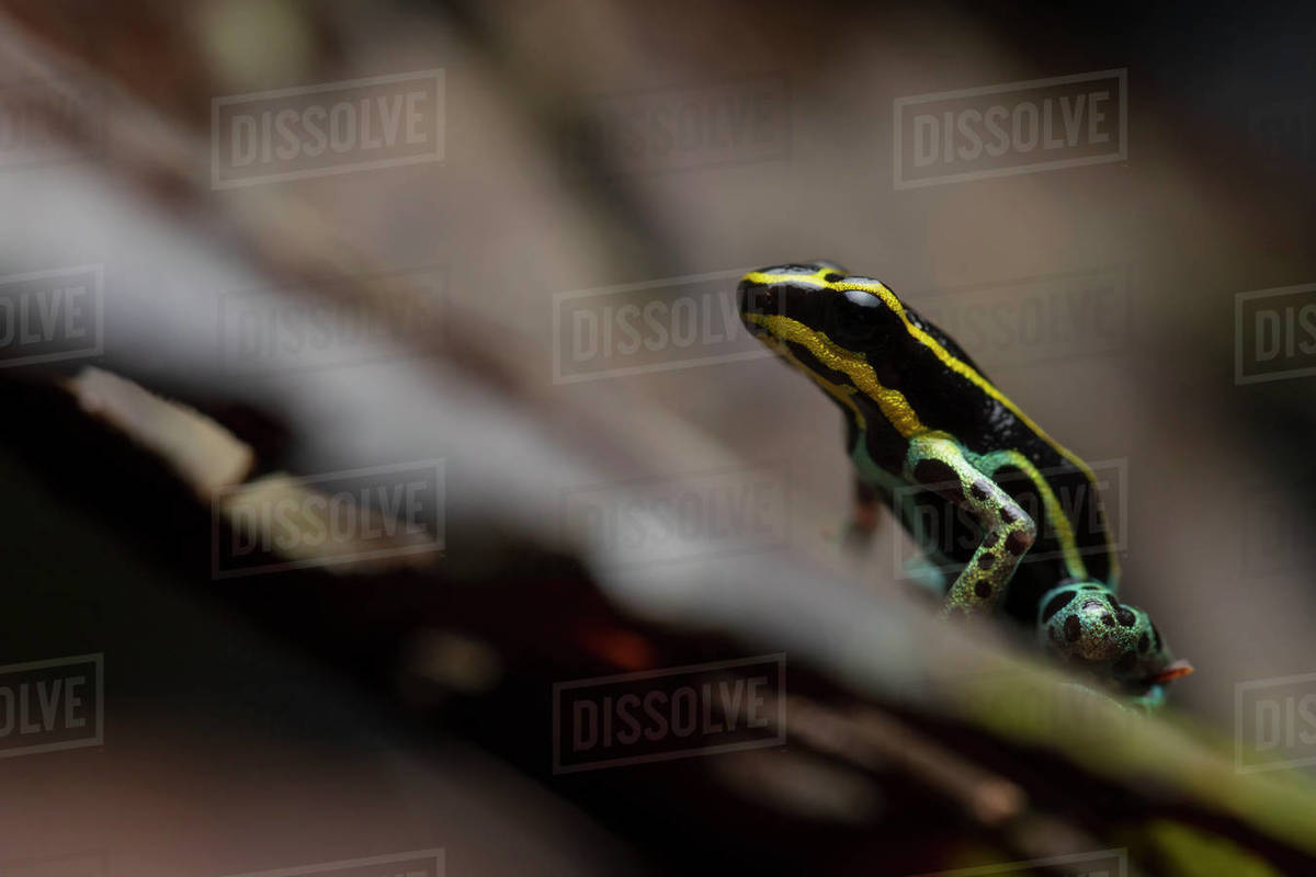 Closeup of small reticulated poison frog or Ranitomeya ventrimaculata ...
