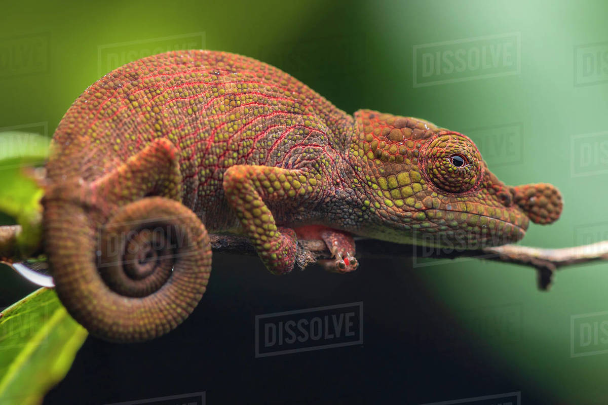Side view closeup of amazing chameleon sitting on twig on green ...