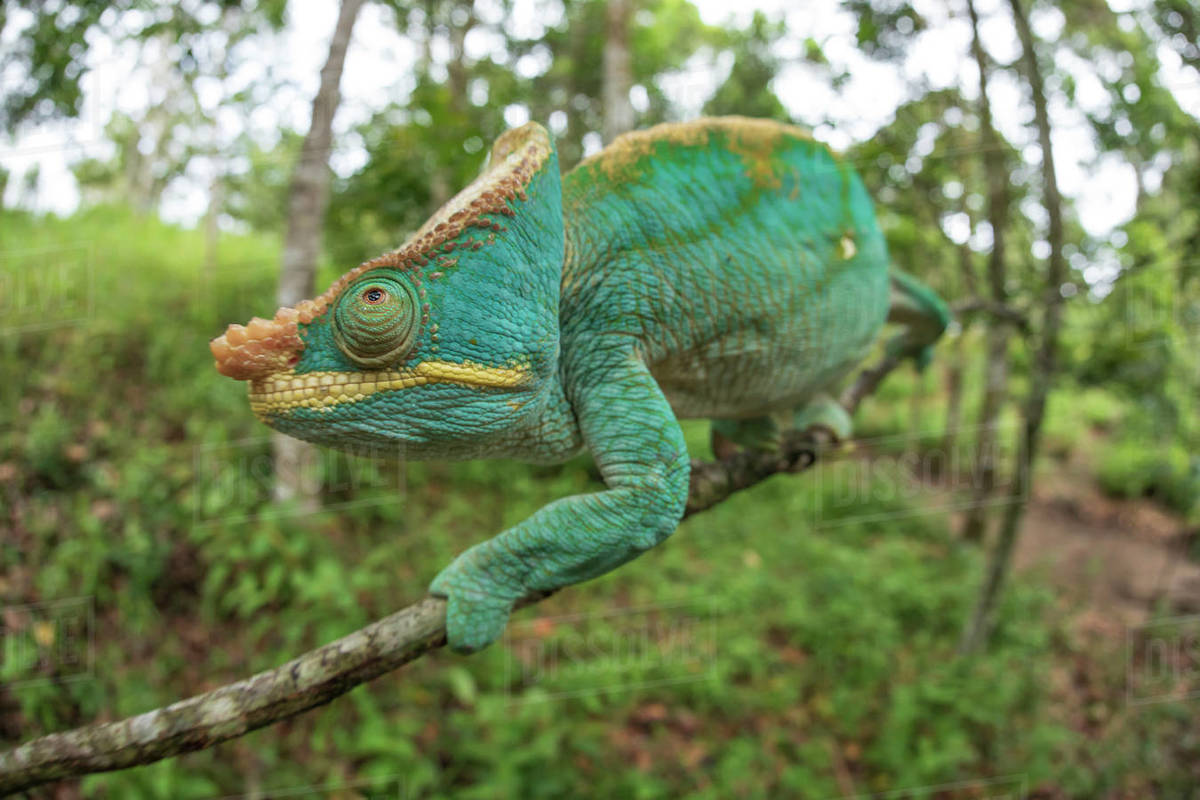 Side view closeup of amazing chameleon sitting on twig with the jungle ...