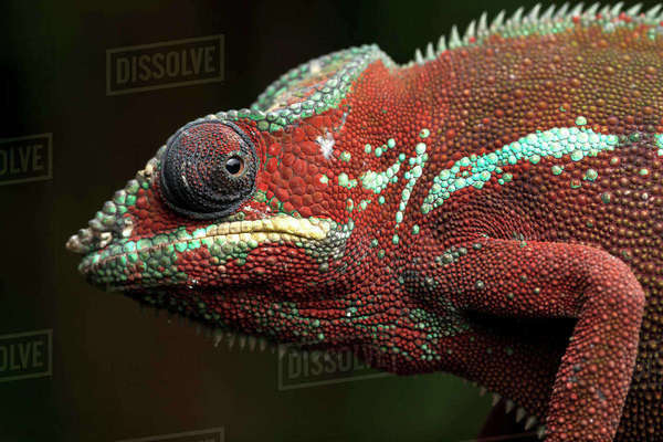 Side view closeup of amazing chameleon on dark background. Furcifer ...