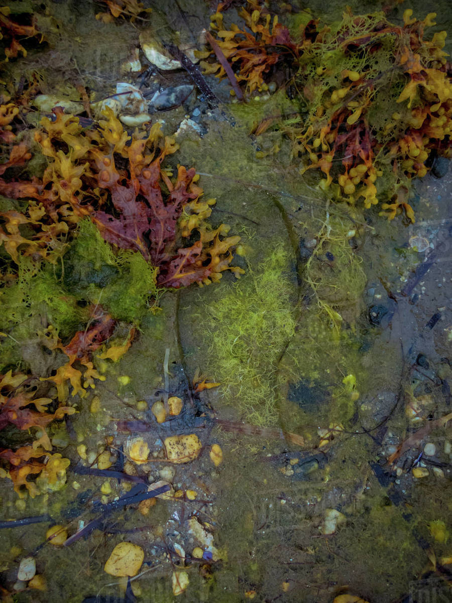 Top view of colorful seaweed with thin stalks and soft texture on shore ...