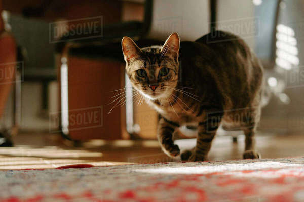 Cute curious Dragon Li cat walking on floor at home and looking at ...
