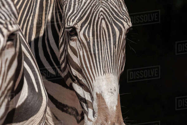 Closeup of muzzle of cute wild zebra with striped fur standing in ...