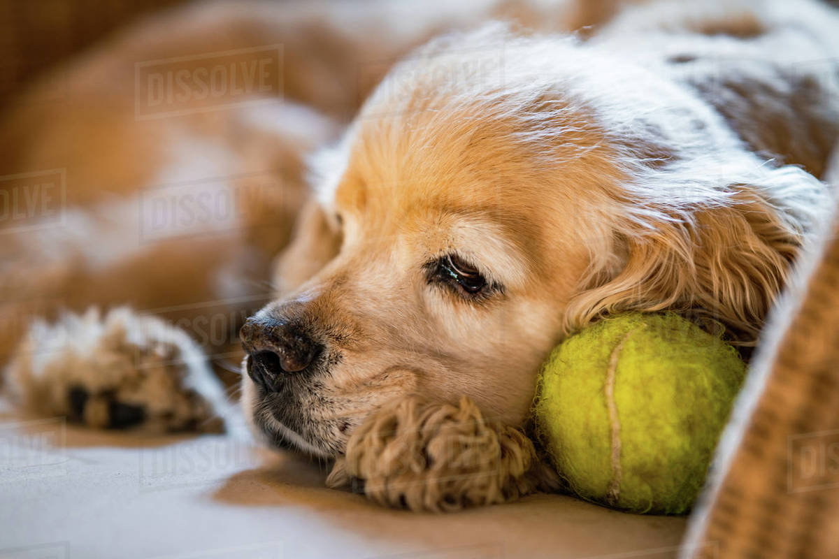 Closeup of cute sad Cocker Spaniel puppy lying on chair with green ...