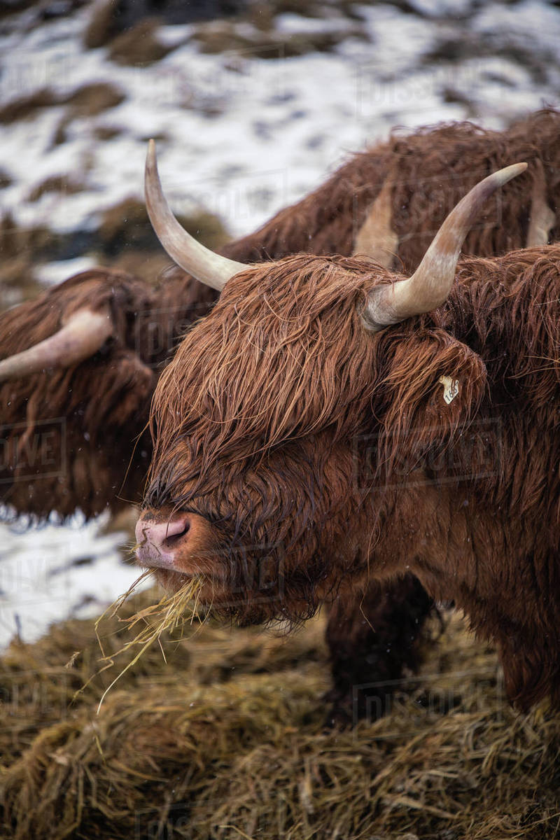 Highland cow with wet fluff eating dried grass while pasturing on snowy ...