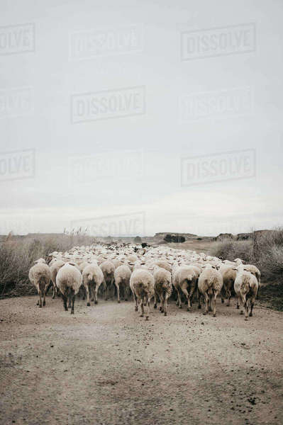 Sheep walking on the road - Stock Photo - Dissolve