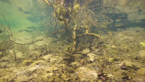 Freshwater fishes below tree branch underwater in a river - Stock Video ...