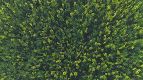 Aerial: Large Hemp Marijuana Field Drone Fly-Over - Stock Video Footage ...