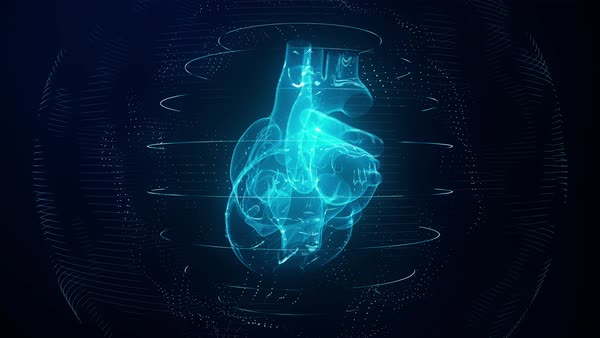 Anatomically correct blue digital human heart seamless loop with ...