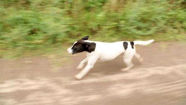 Dog running on the street in the countryside. Black and white dog. - HD ...