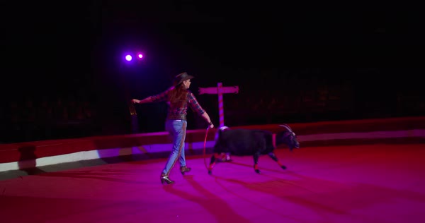 Cute goat is jumping the hoop, circus performance of a trained farm ...