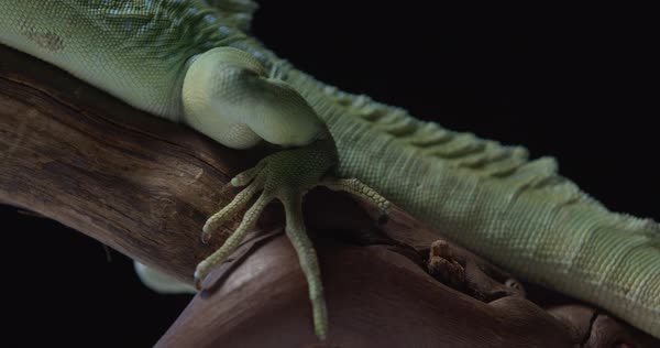 Gorgeous green iguana with scaly skin and long tail on top of a tree ...