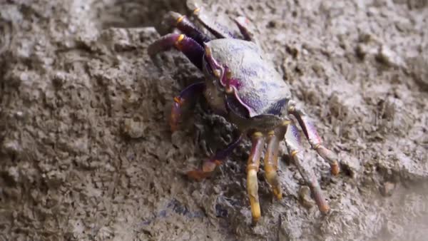 Closeup of a female fiddler crab eating mud - HD Royalty-free Stock ...