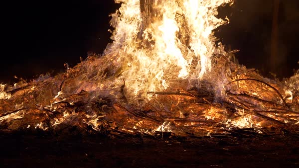 Close up of flaming trees during a forest fire at night in slow motion ...