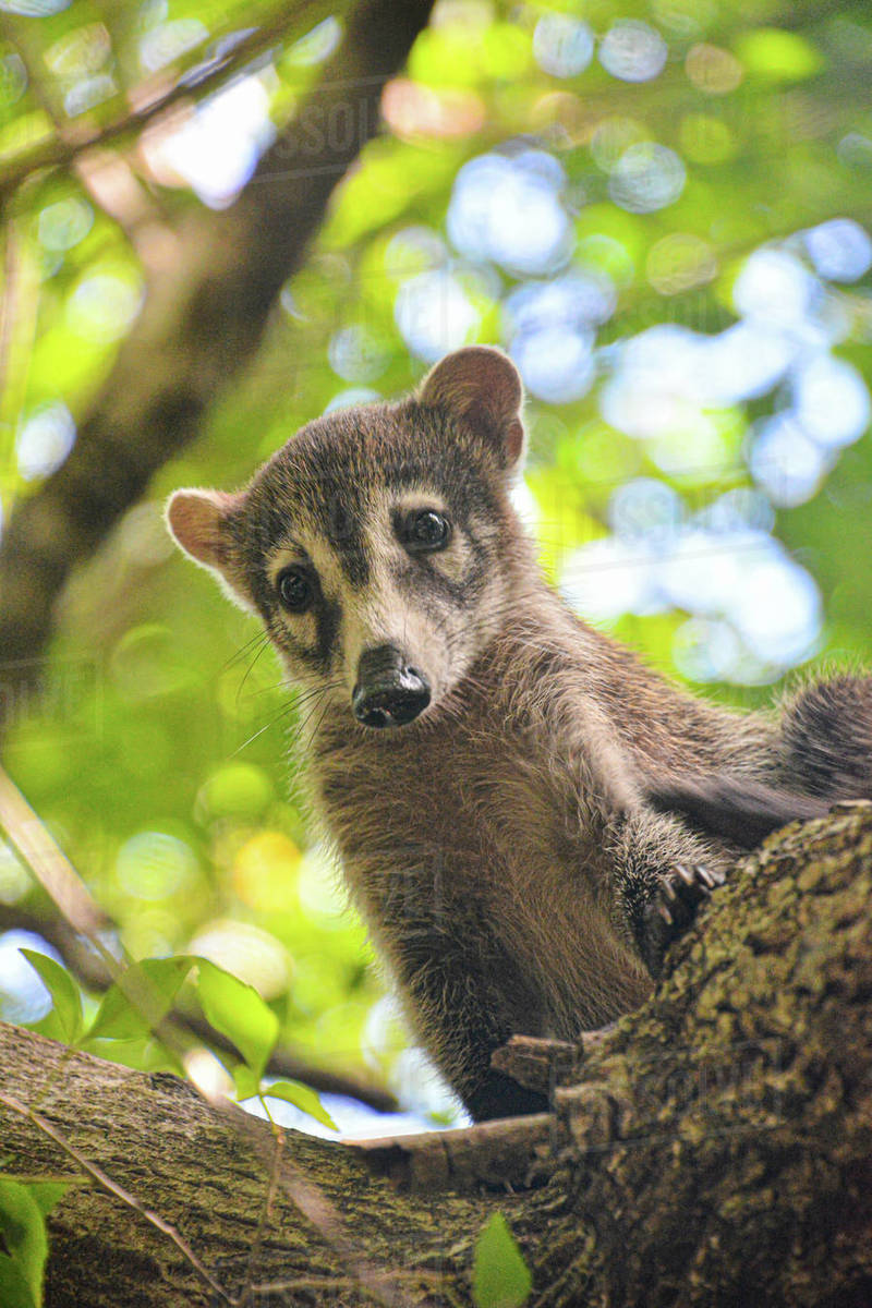 Coati among the tree branches in Quintana Roo, Mexico - Royalty-free ...