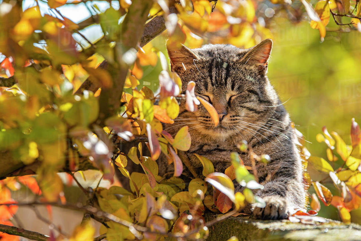 Cute Cat amongst autumn leaves in a sunny day - Royalty-free Stock ...