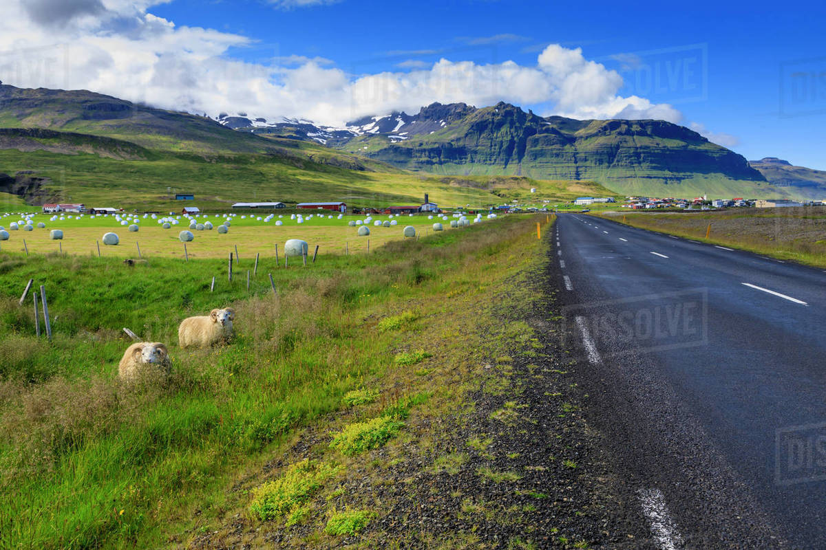 Sheep by rural road in Grundarfjordur, Iceland, Europe - Royalty-free ...