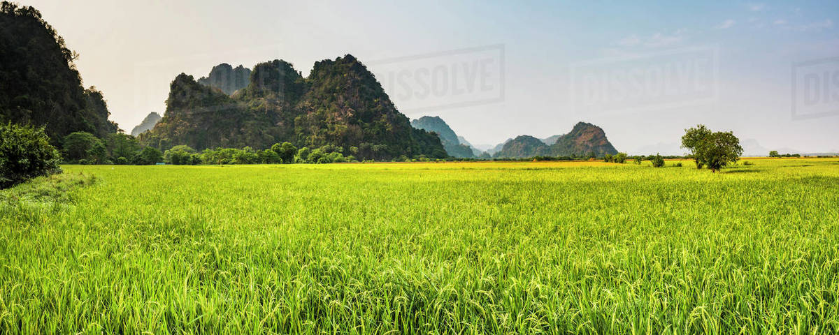 Rice paddy fields at Sadan Cave (aka Saddar Caves), Hpa An, Kayin State ...