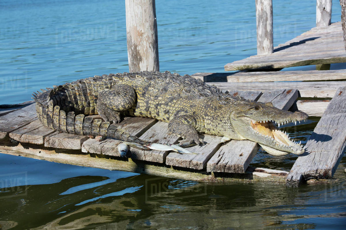 Morelet Crocodile (Crocodylus Moreletii), Rio Lagartos Biosphere ...
