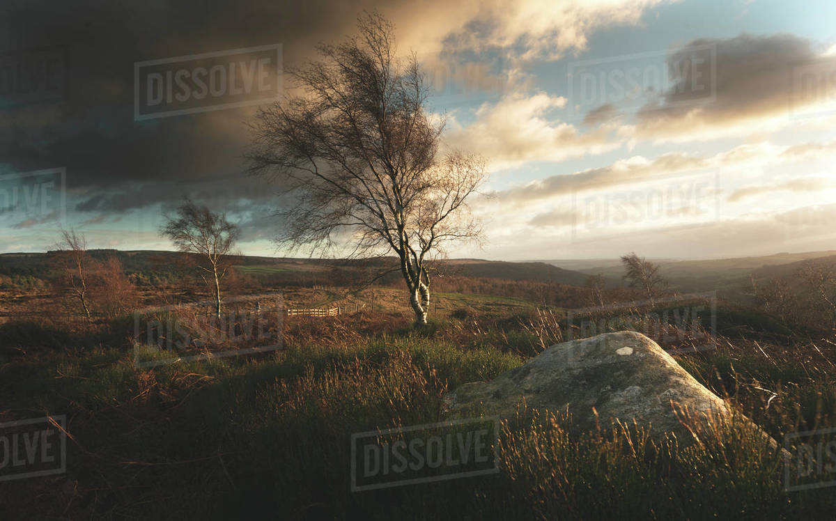 Blustery winds blowing isolated trees in the Peak District, South ...