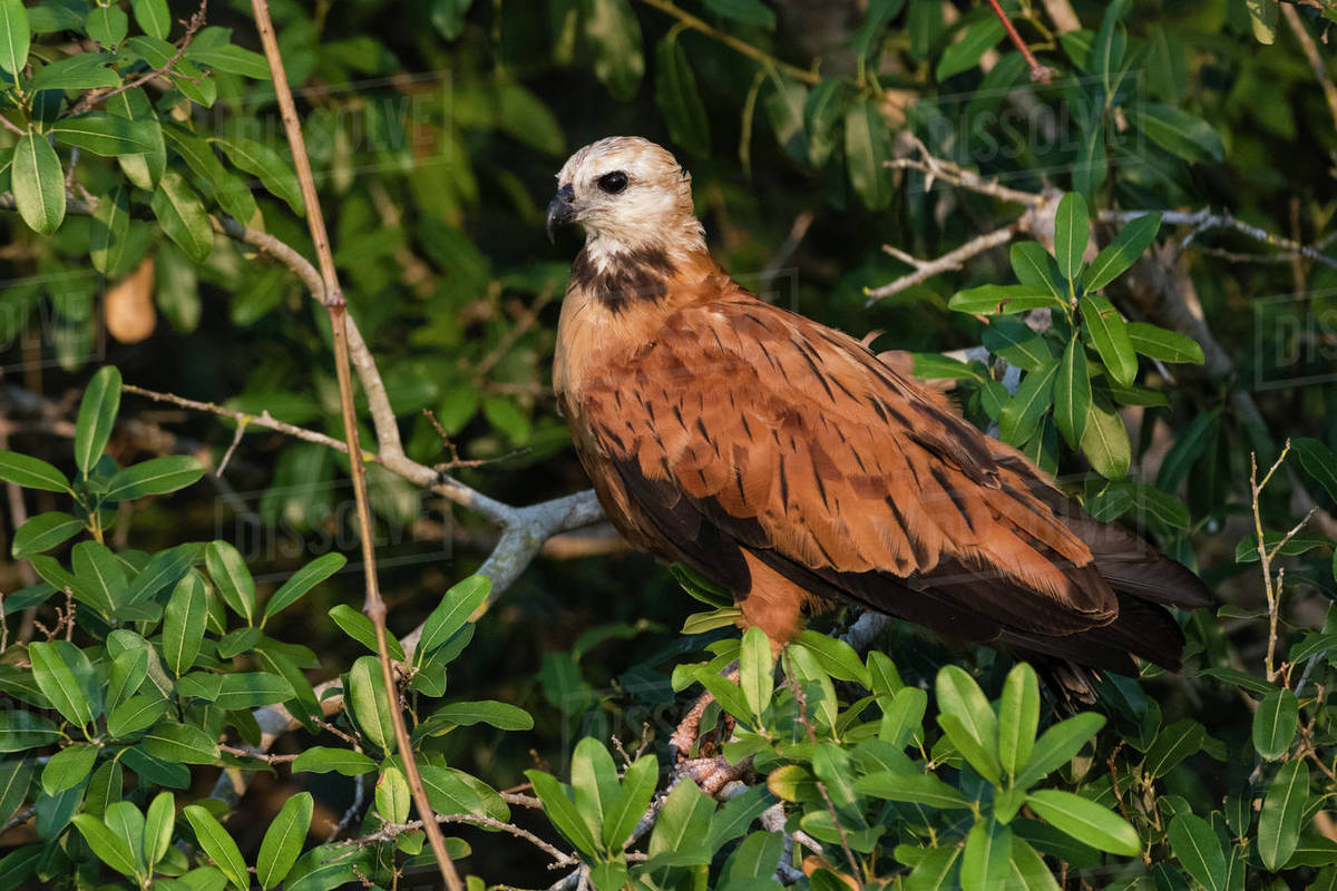 A black-collared hawk (Busarellus nigricollis) on the canopy, Mato ...