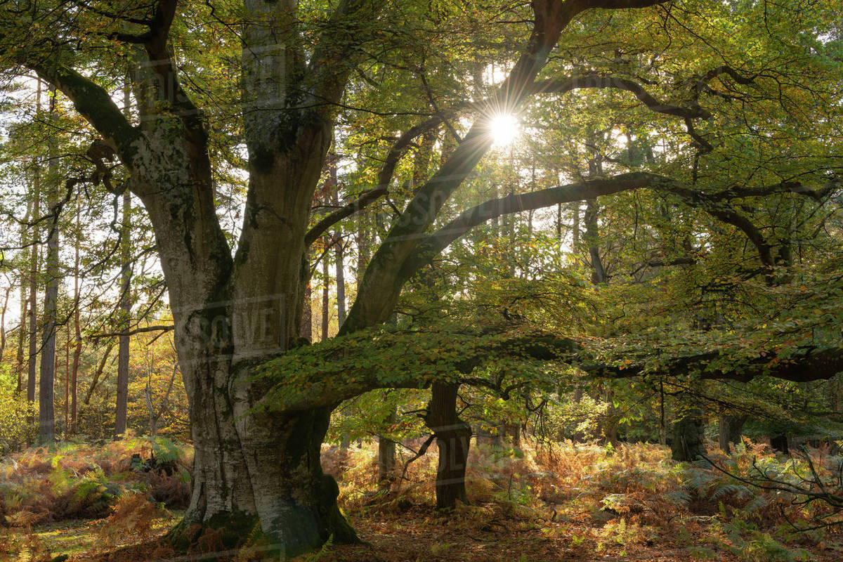 Magnificent mature pollarded beech tree in Bolderwood on a sunny ...