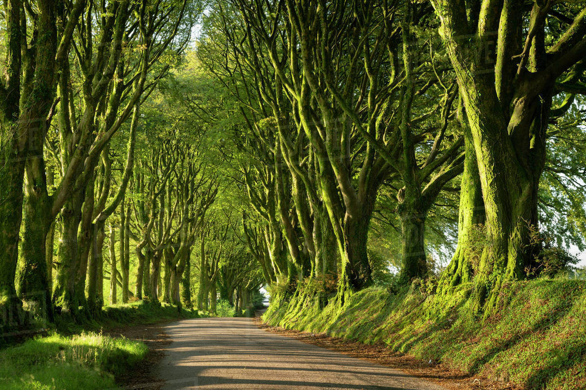 Country lane under avenue of trees, Bridestowe, Dartmoor, Devon ...