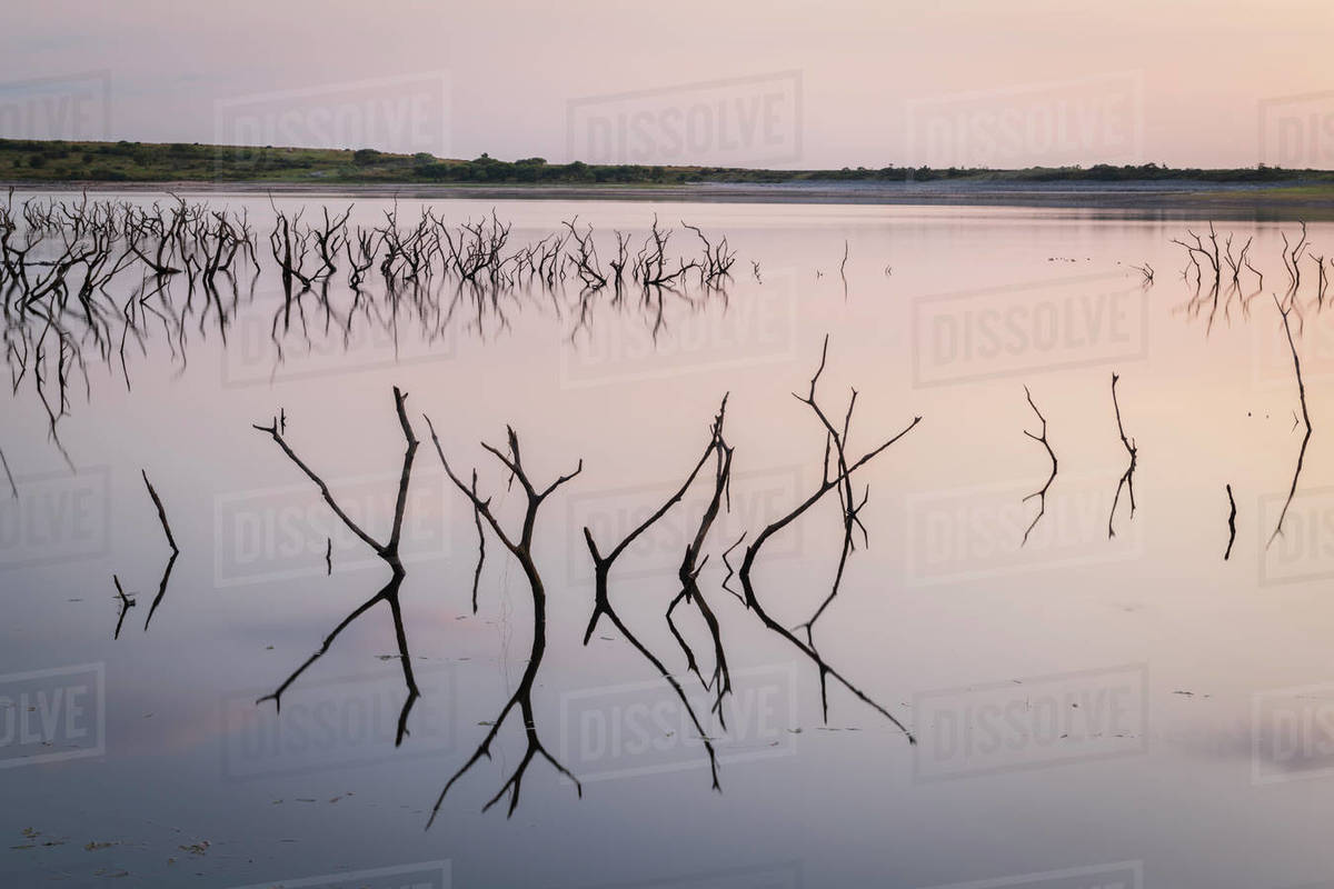 Twisted stumps from drowned trees in Colliford Lake on Bodmin Moor ...