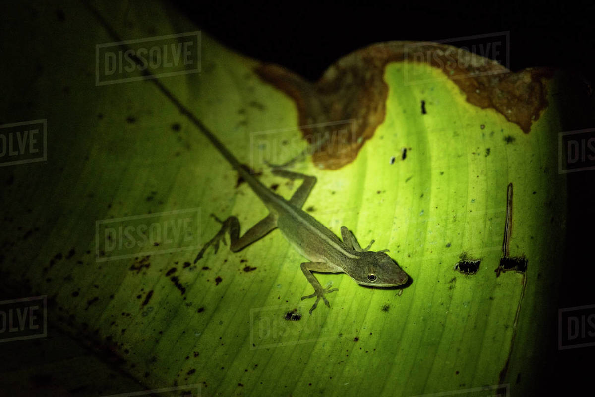 Slender Anole Lizard (Anolis fuscoauratus) (Brown Eared Anole), Boca ...