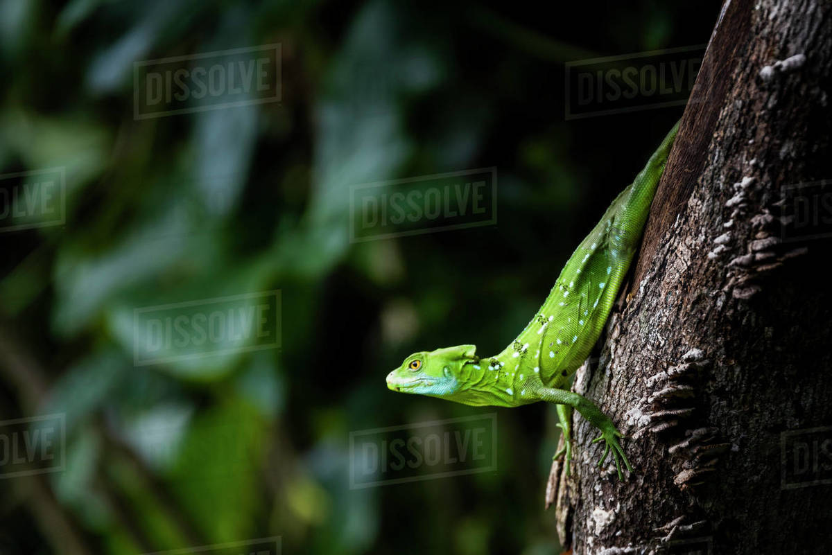 Common Basilisk (Jesus Christ Lizard) (Basiliscus Basiliscus ...