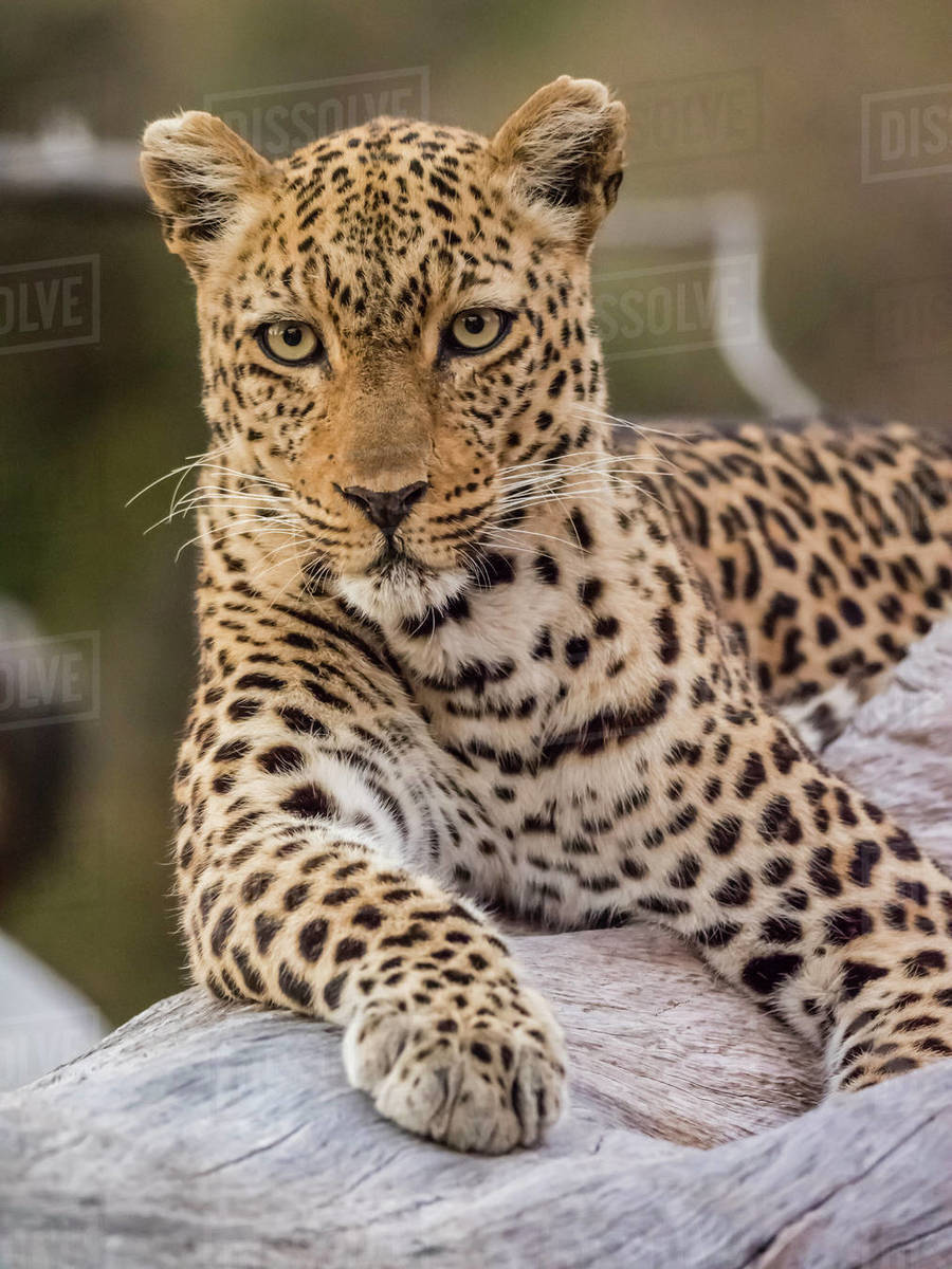 An adult female leopard (Panthera pardus), South Luangwa National Park ...