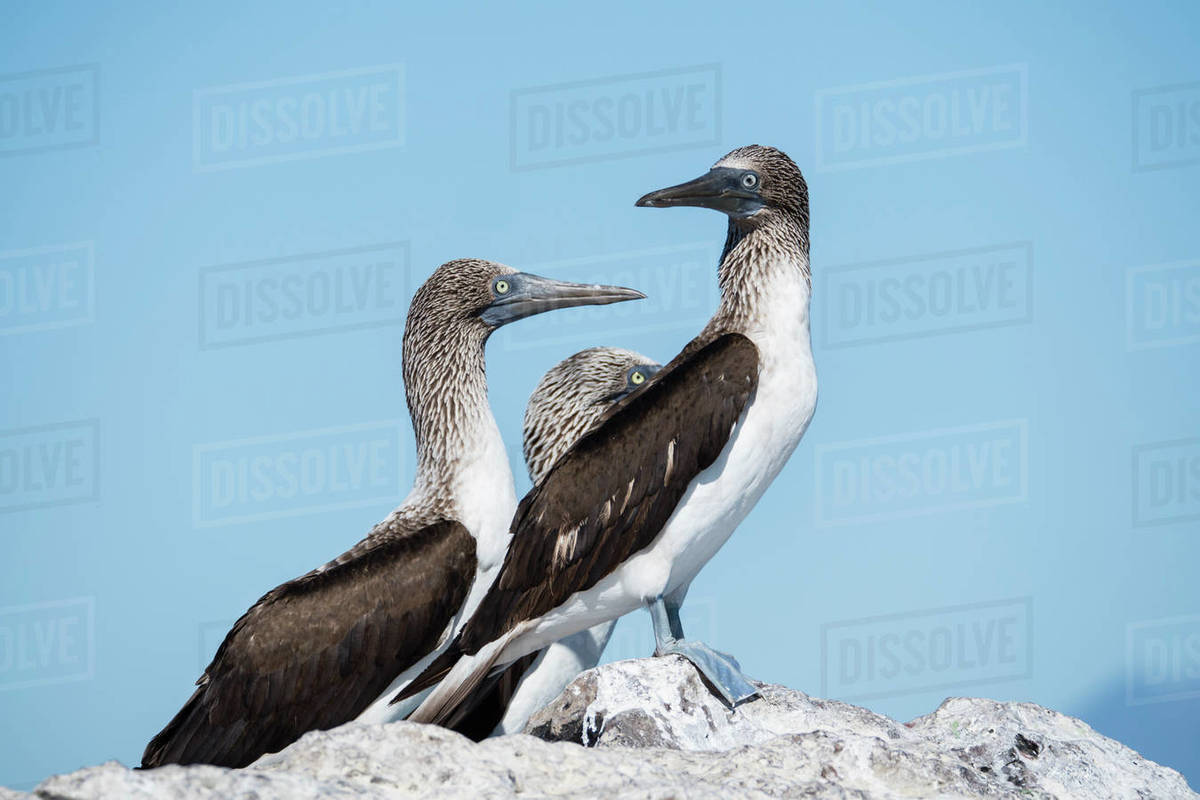 Three adult blue-footed boobies (Sula nebouxii), on Isla San Marcos ...