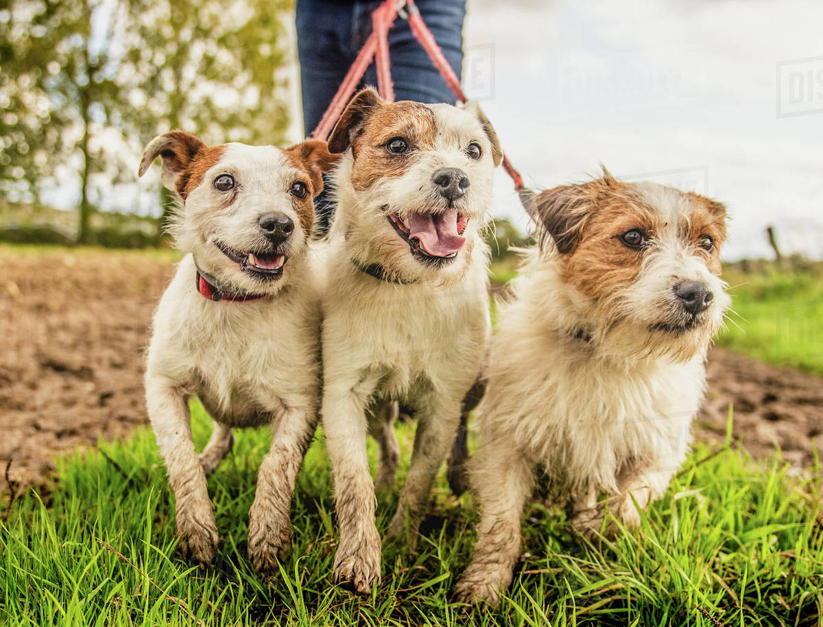Jack Russell on a lead, United Kingdom, Europe - Royalty-free Stock ...