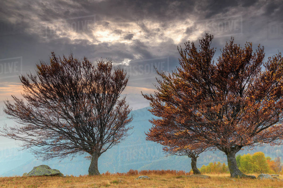 Three trees at sunset in autumn, Lombardy, Italy, Europe - Royalty-free ...