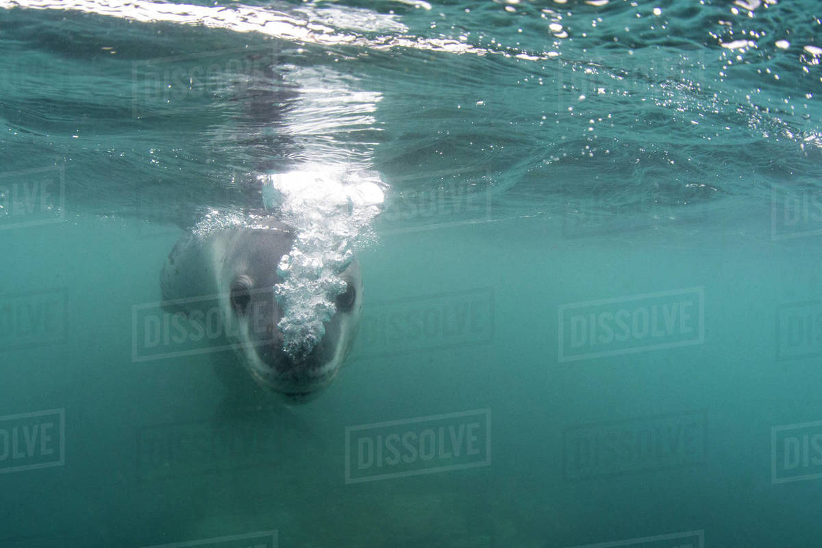A curious male leopard seal (Hydrurga leptonyx), underwater at Monroe ...