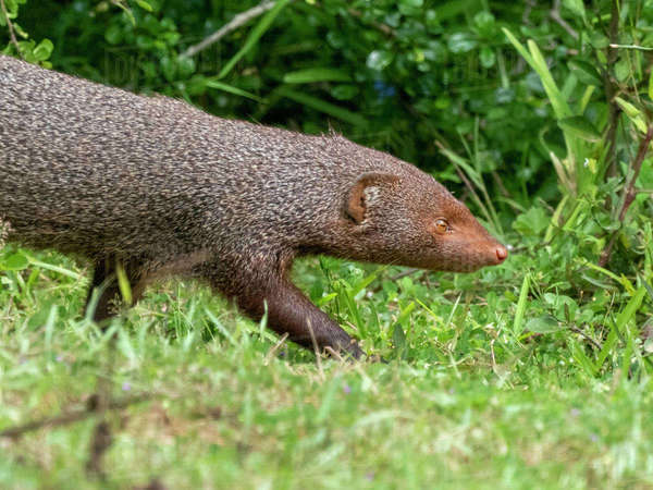 An adult ruddy mongoose (Herpestes smithii), Wilpattu National Park ...