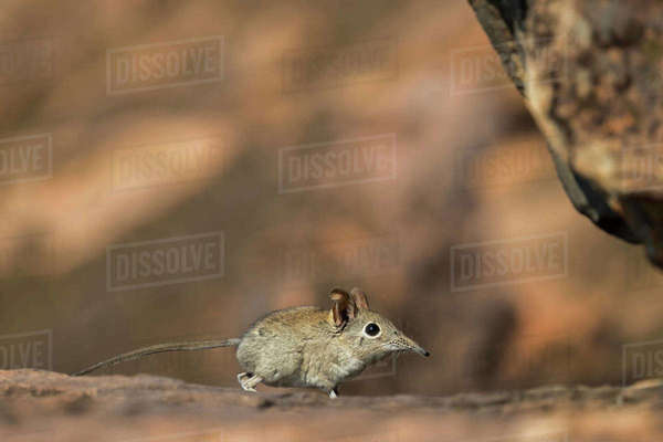 Eastern rock elephant shrew (Elephantulus myurus), Tuli Game Reserve ...