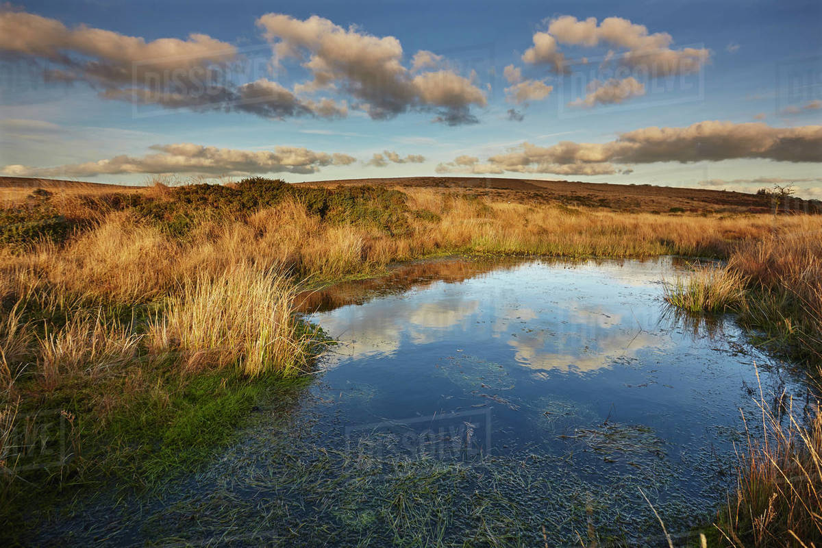 Marshland on the high rugged moors of Dartmoor National Park in evening ...